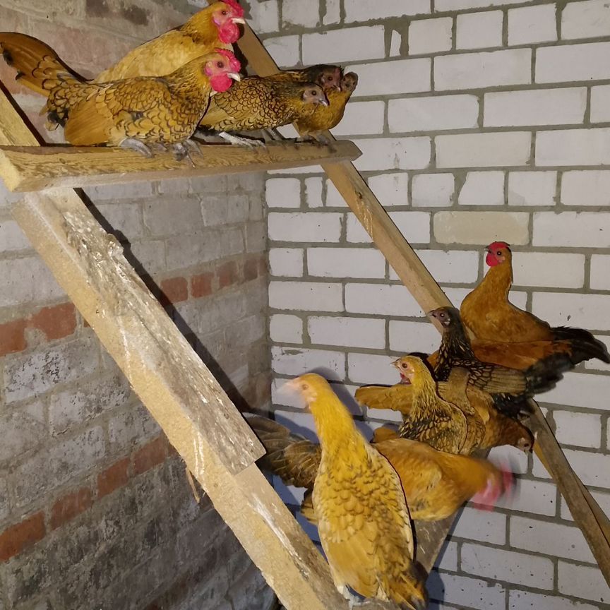 Куры декоративные Сибрайт