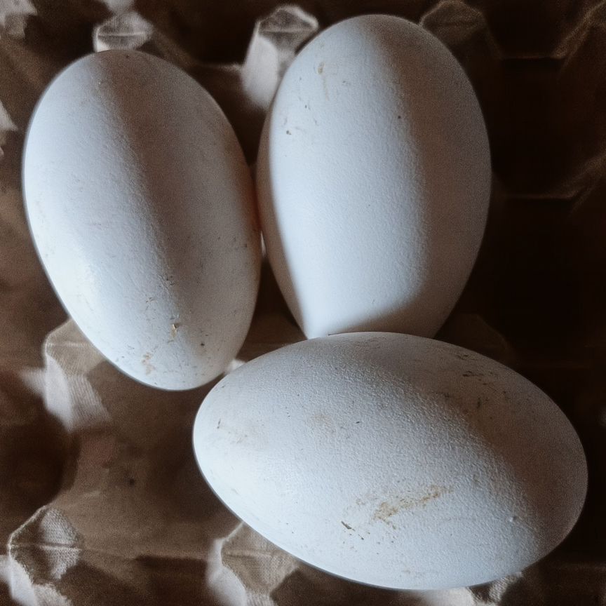 Инкубационное яйцо гусей