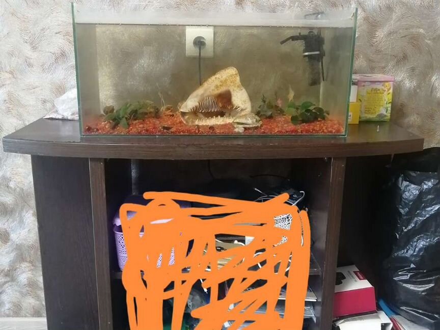 Аквариумные рыбки