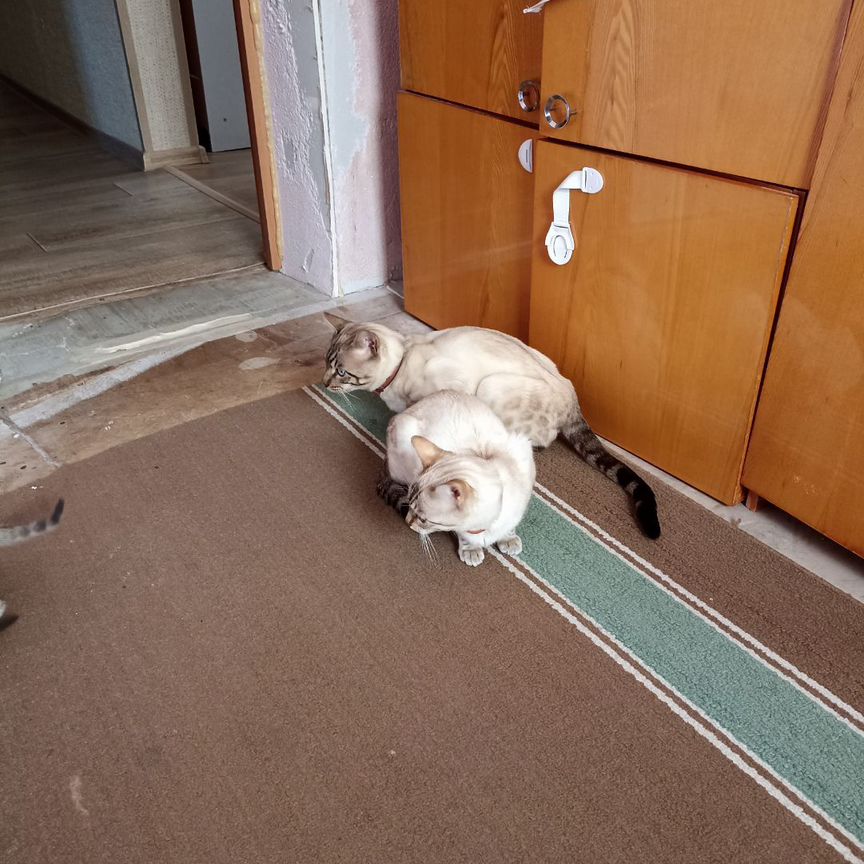 Продаются котята белые бенгалы