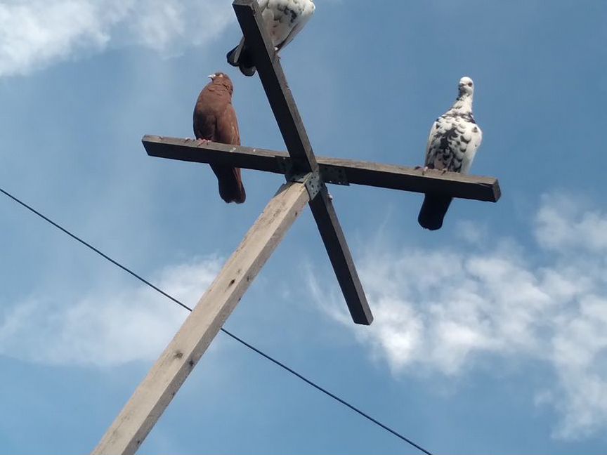 Продажа голубей