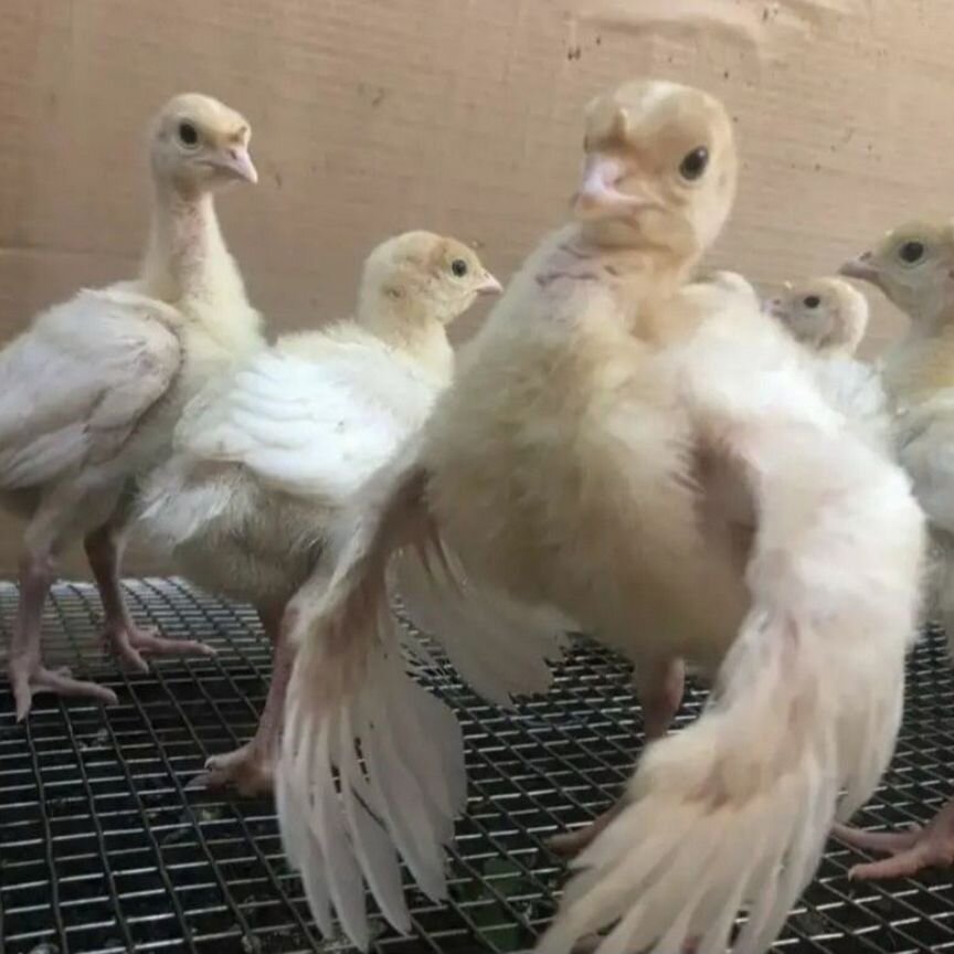 Индюшата Хайбрид Конвертер, Виктория