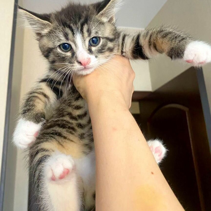 Котёнок 1,5 мес. Пацан
