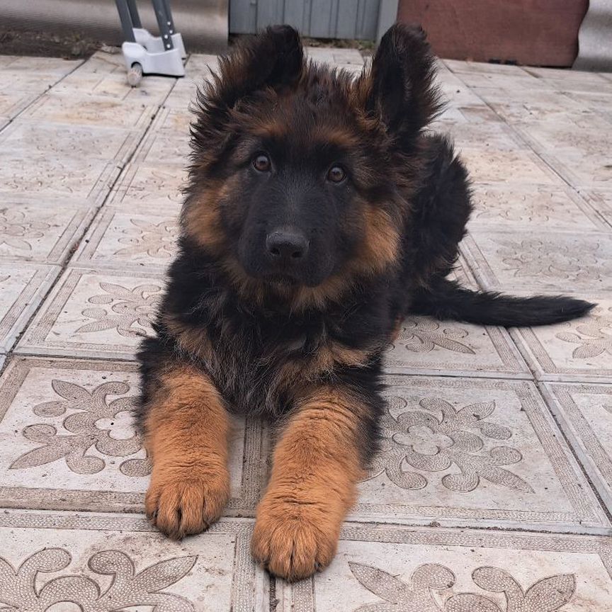 Немецкая овчарка, щенок