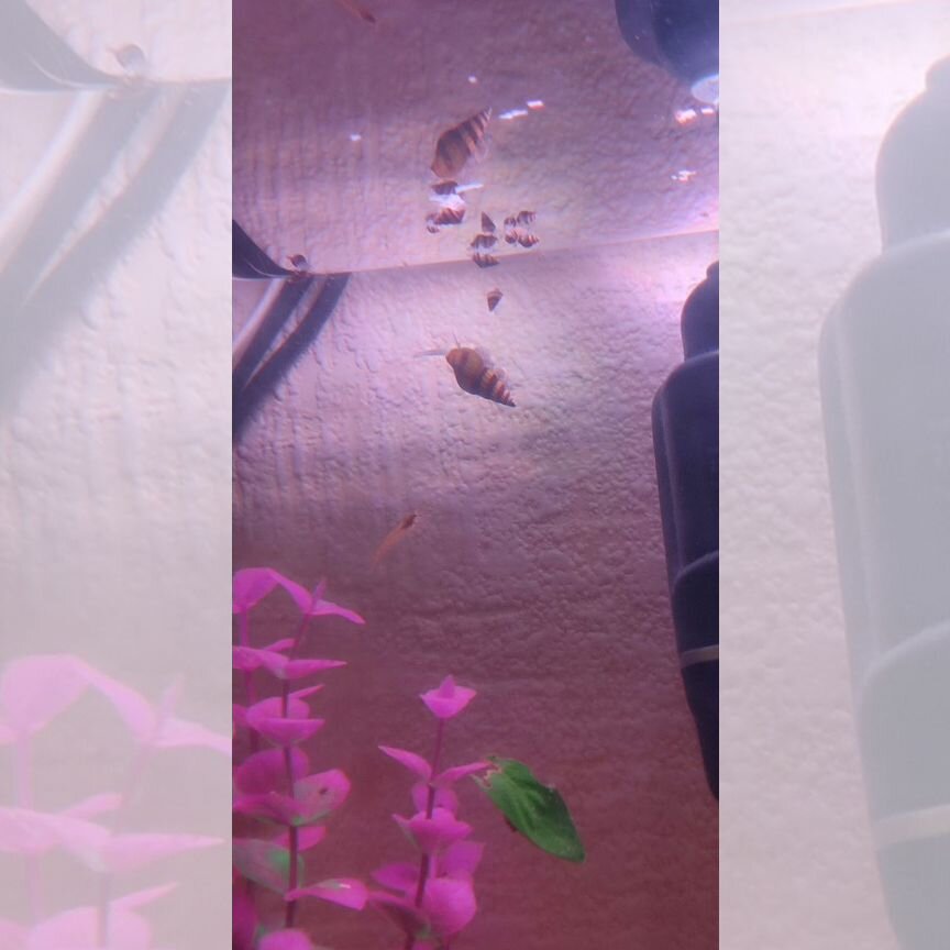 Пресноводная улитка Хелена