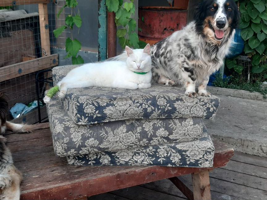 Мраморная такса