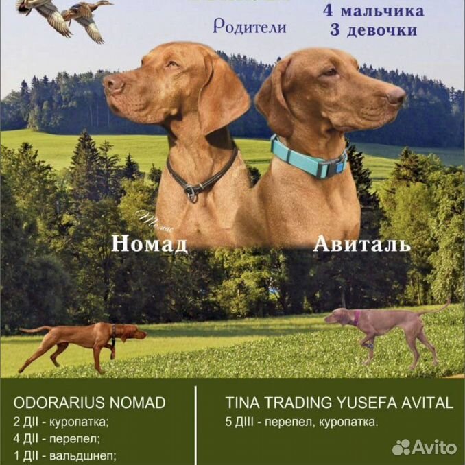 Венгерская выжла, щенки