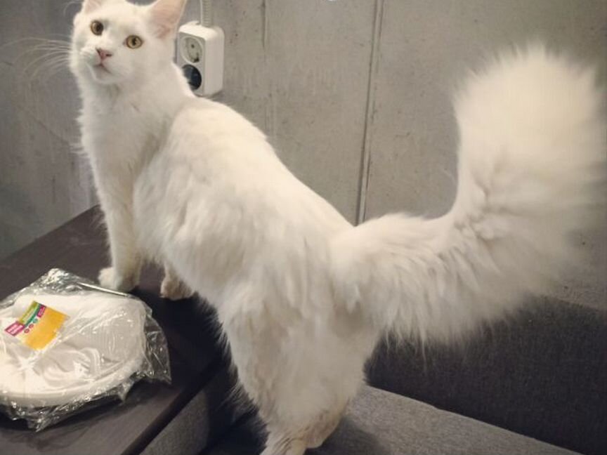 Кошка Мейн-кун