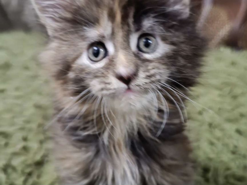 Кошки мейн-кун