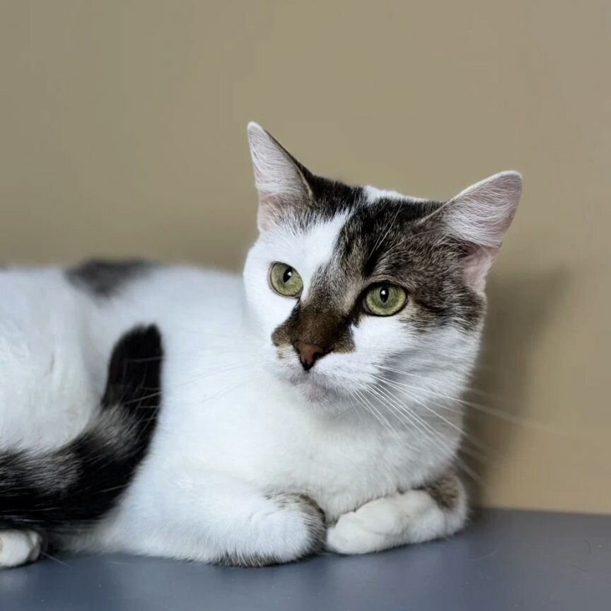 Кот Итан в поиске дома. Лесной приют