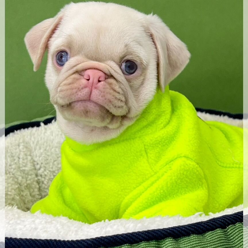 Той-пудель, щенок