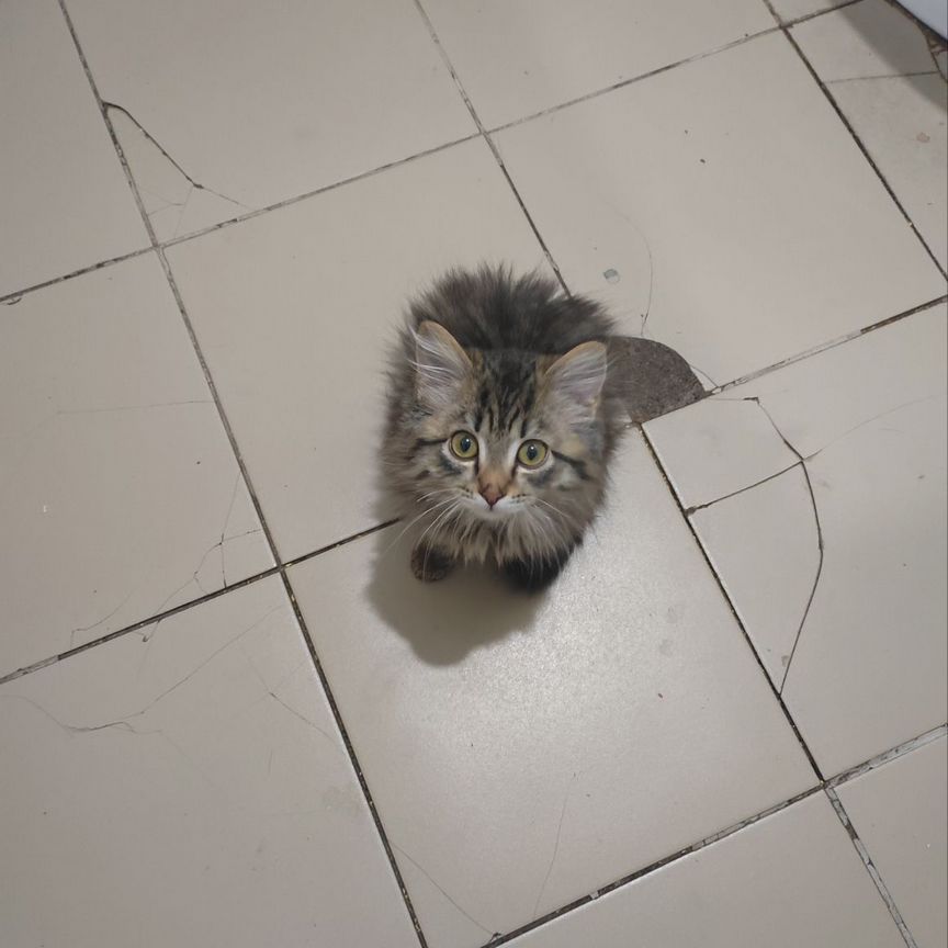 Котёнок в добрые руки