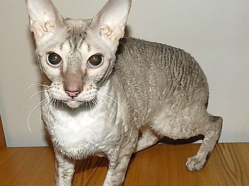 Котики в лучший дом