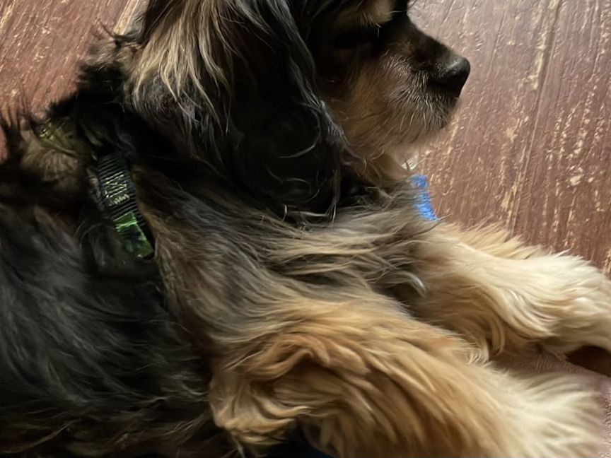 Метис Кокера спасена с улицы