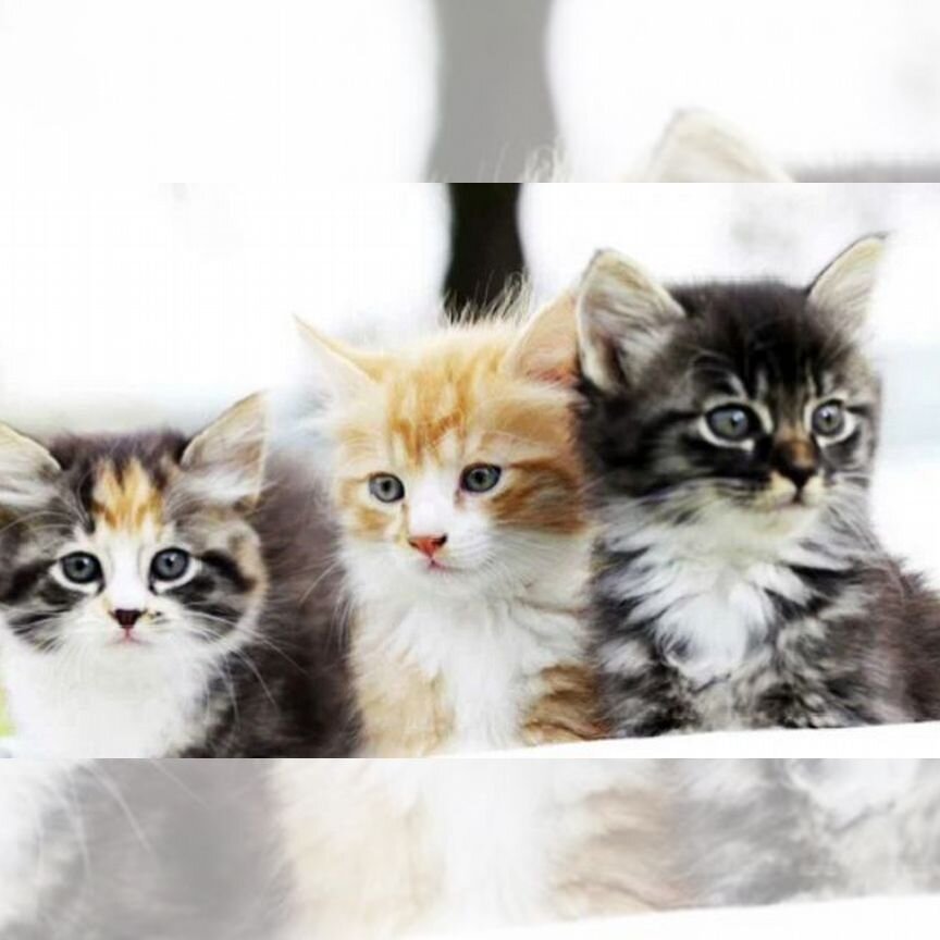 Сибирские котята