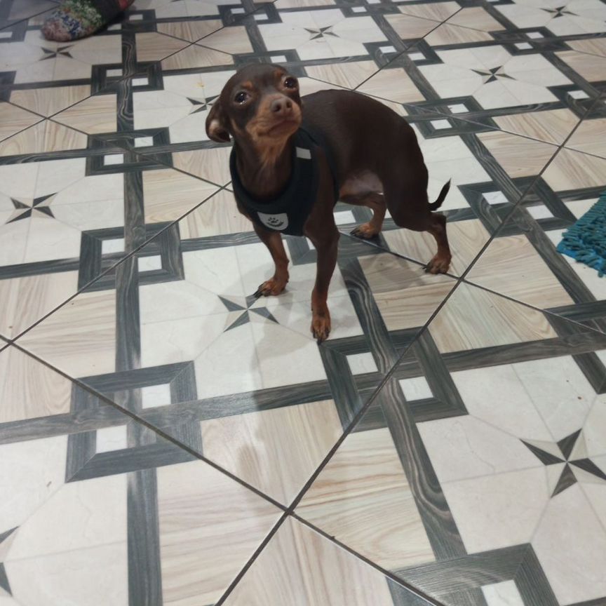 Русский той-терьер, взрослая собака