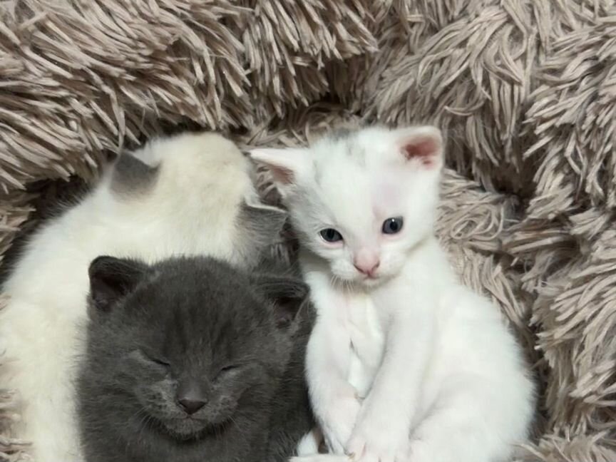 Котята в добрые руки