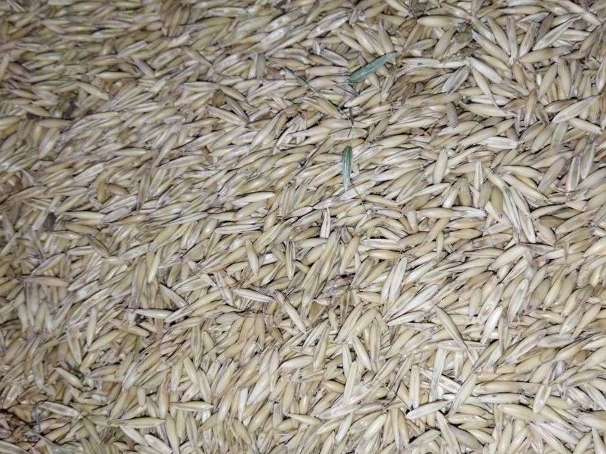 Продам овес