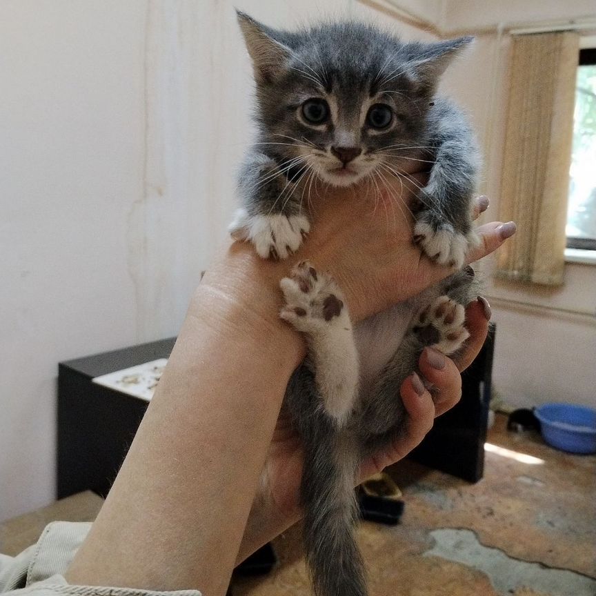 Котёнок в добрые руки