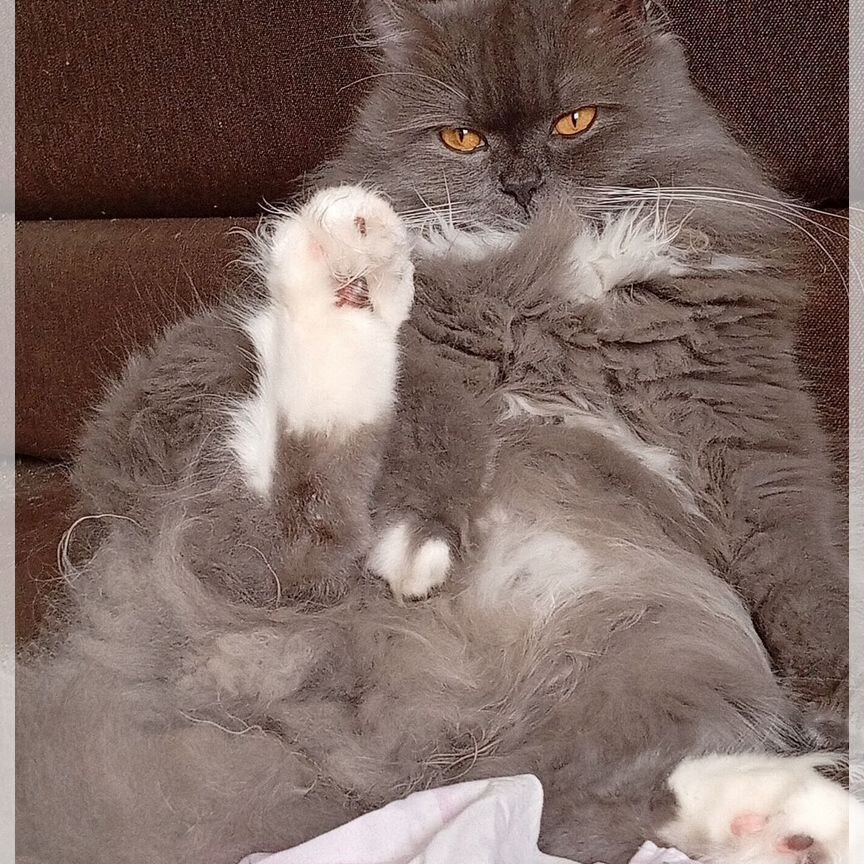 Шотландский прямоухий длинношёрстный, взрослый кот