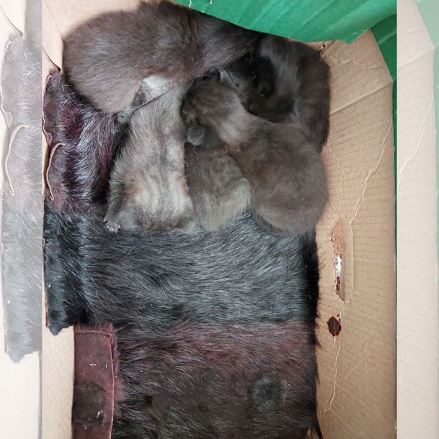 Котята отдам в добрые руки бесплатно