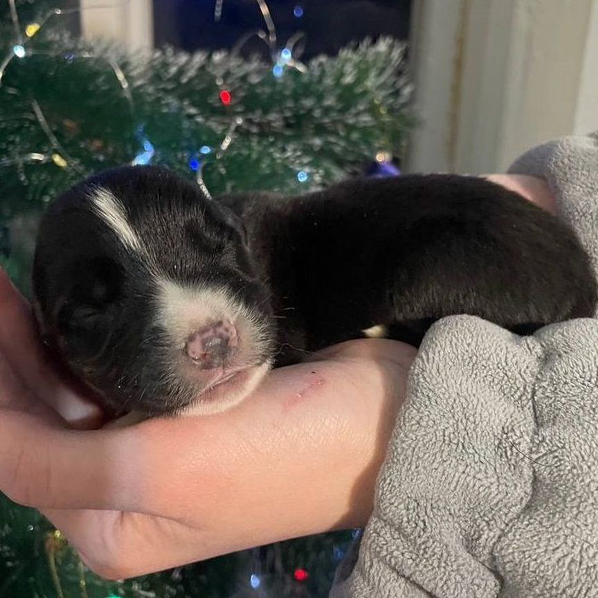 Вельш Корги Кардиган, щенок