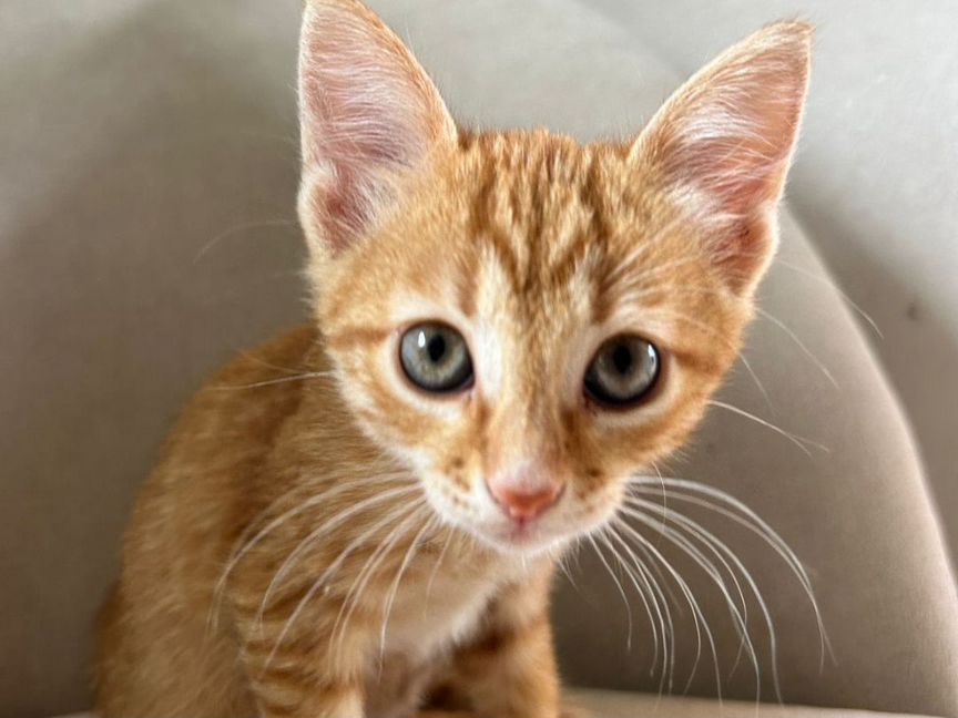 Кошка