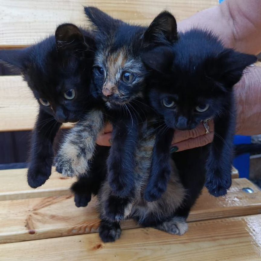 Кошки в добрые руки бесплатно