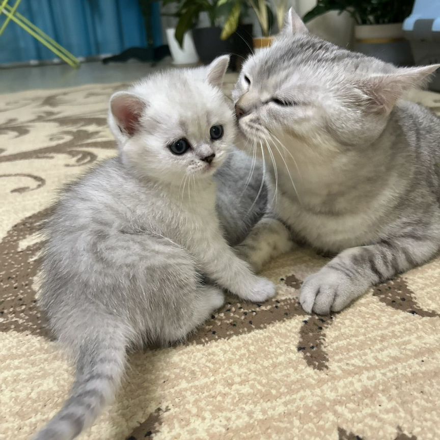 Британский мальчик