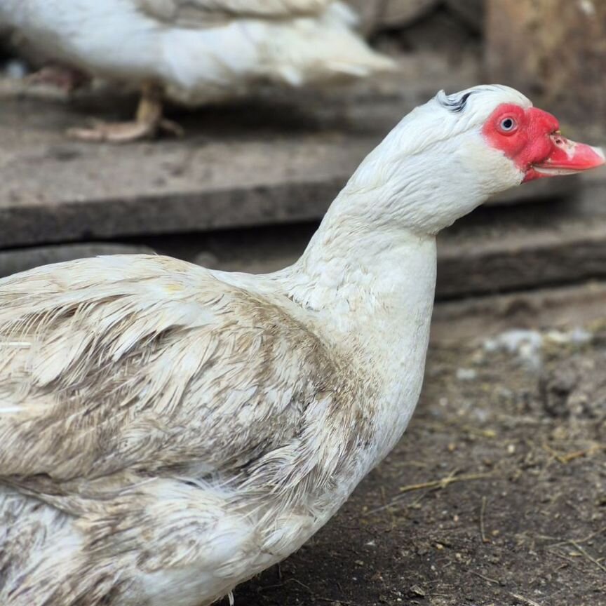 Селезень индоутки