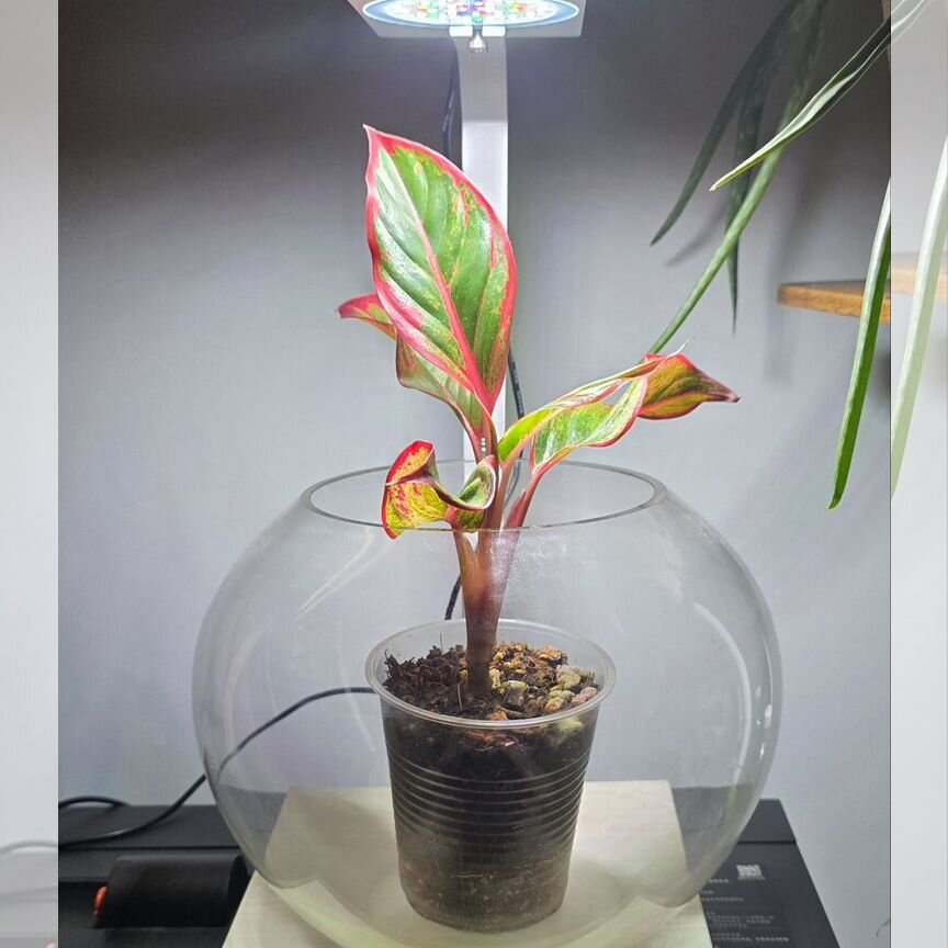 Флорариум - аквариум Gloxy Flora 6,5 литров