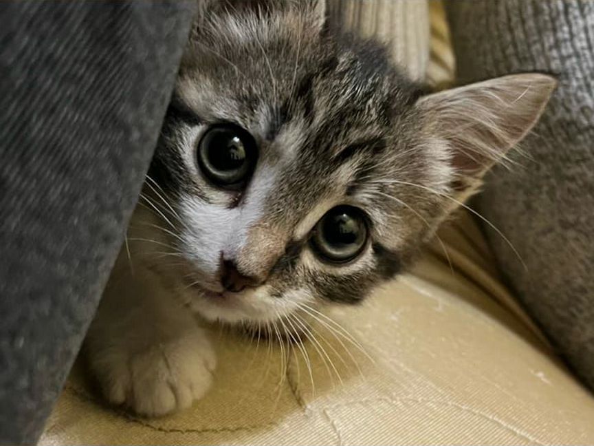Хитрый микро-котёнок в дар