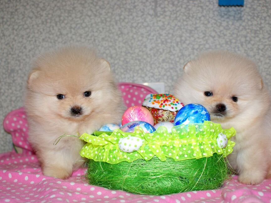 Кремовые шпицики