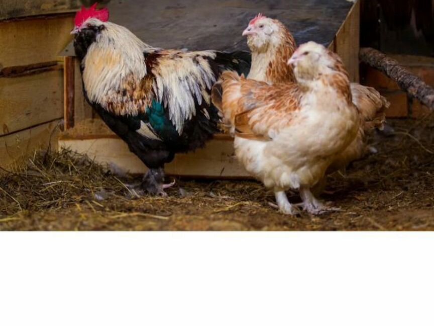 Куры молодки несушки