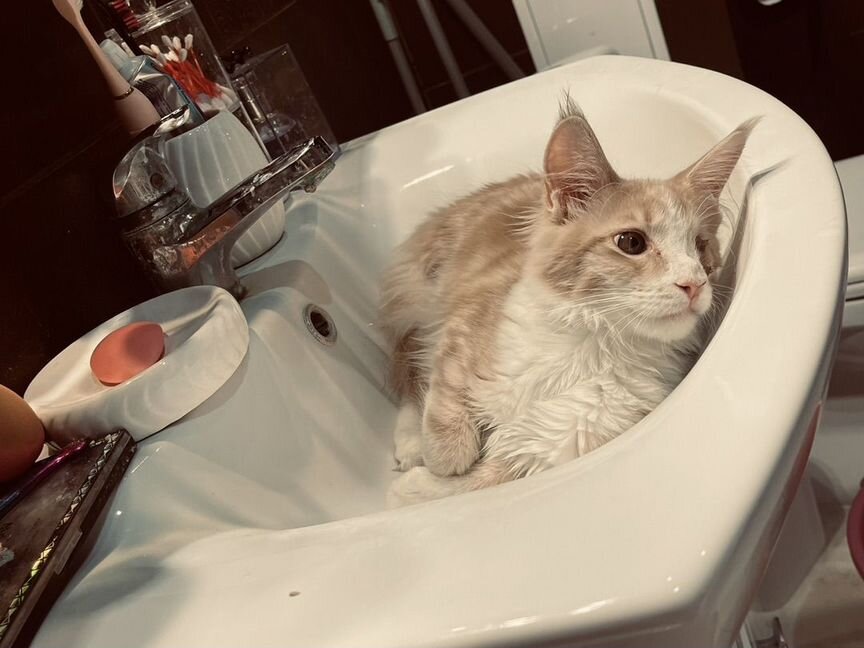 Кошка мэйн кун