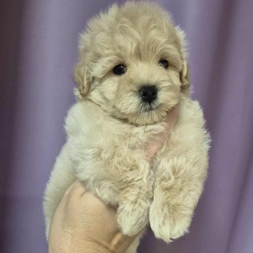 Мальтипу, щенок