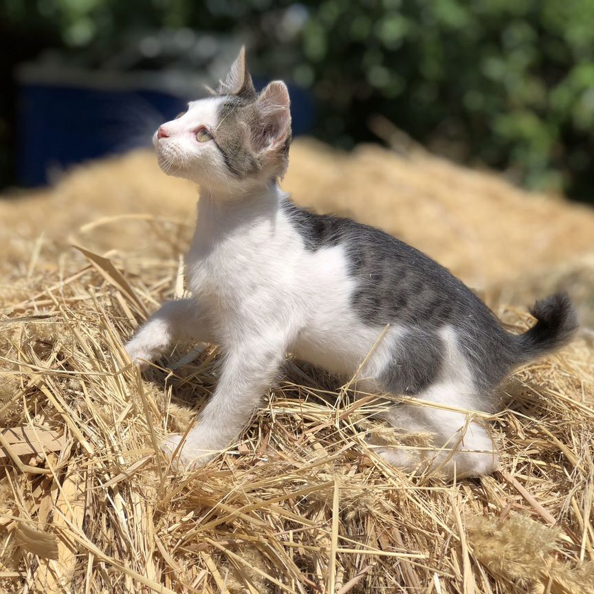 Необычный котенок ищет дом