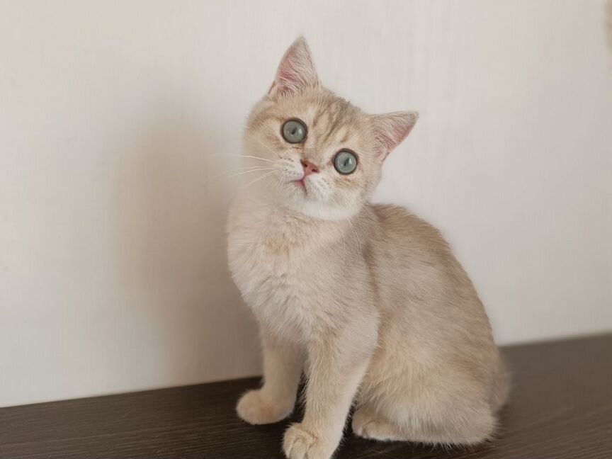Котята золотая шиншилла