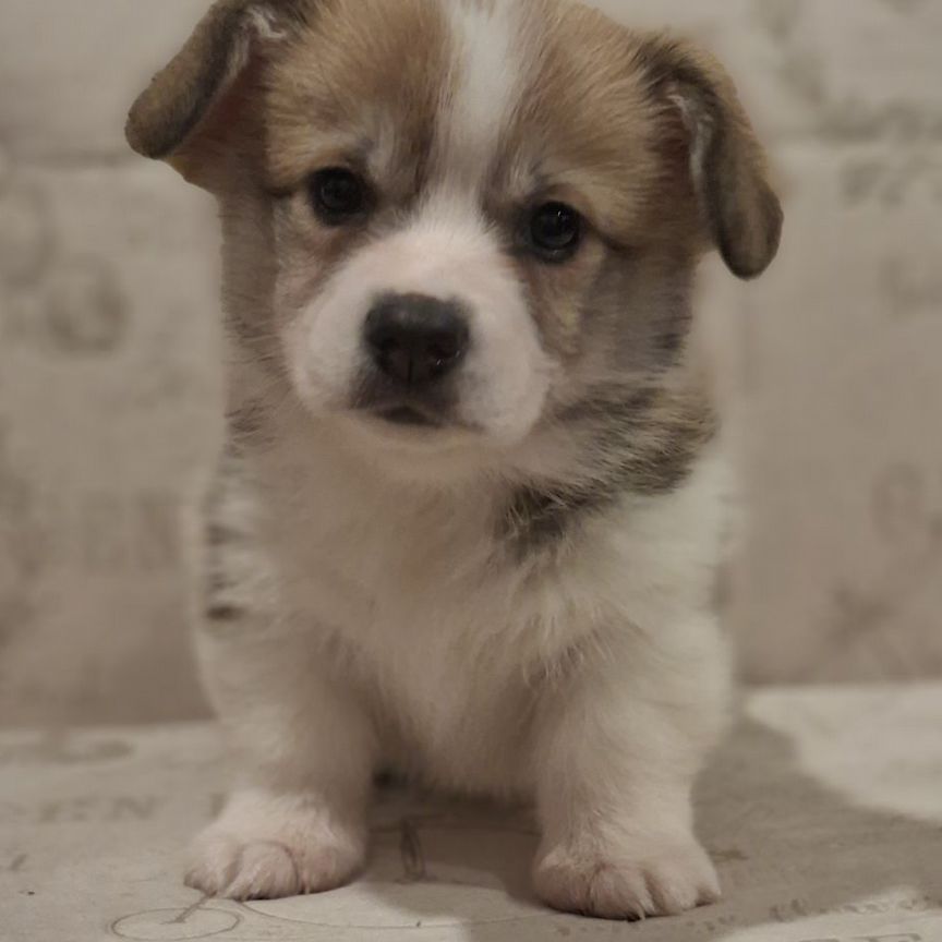 Вельш Корги Пемброк, щенок