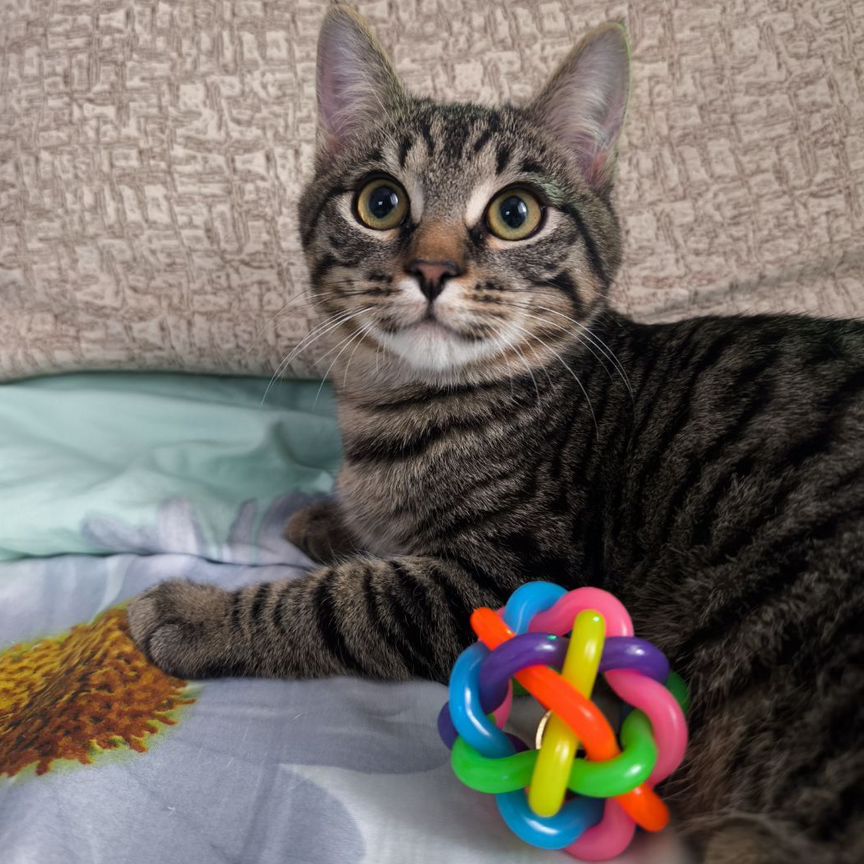 Котёнок в добрые руки