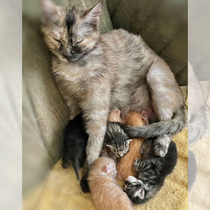 Котята мейн-кун рыжие