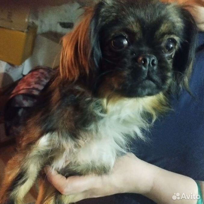 Собака пекинес потеряшка