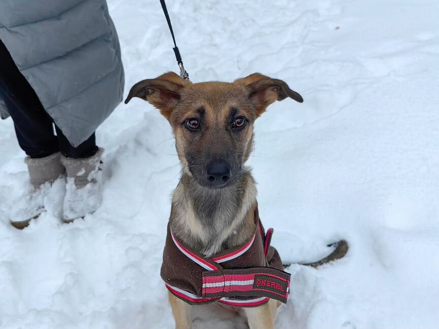 Удивительного щенка не замечают