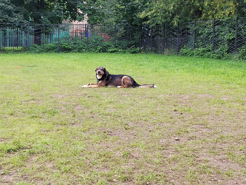 Случка собак