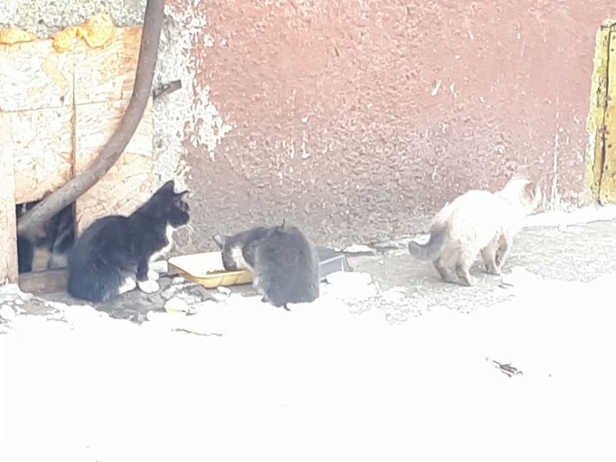 Котята ищут добрых заботливых хозяев