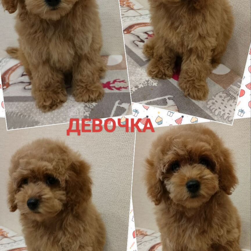 Той-пудель, щенок