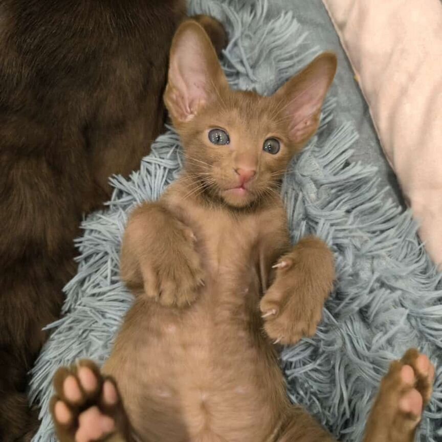 Циннамоновая малышка