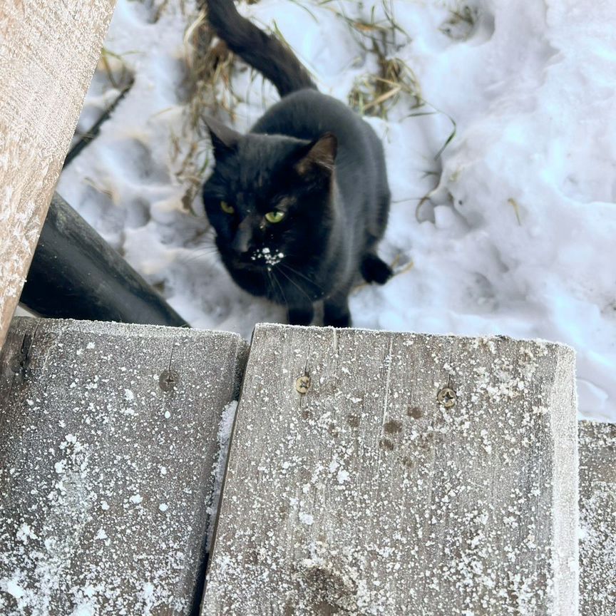 Кот в добрые руки