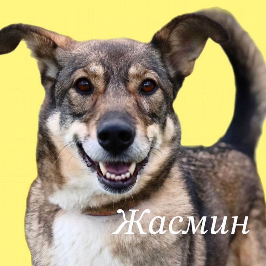 Взрослая собака в добрые руки