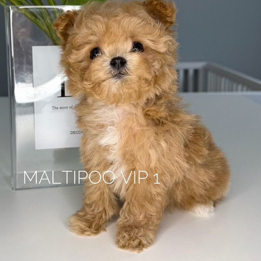 Мальтипу, щенок